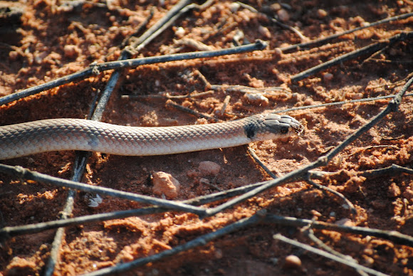 Inland Taipan (juvenile) | Project Noah