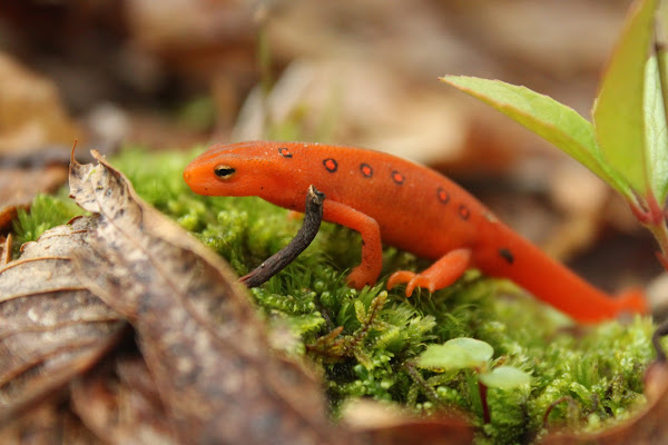 Red Spotted Newt (Red Eft) | Project Noah