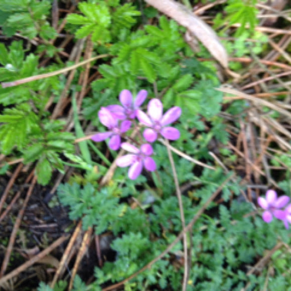 Common storksbill | Project Noah