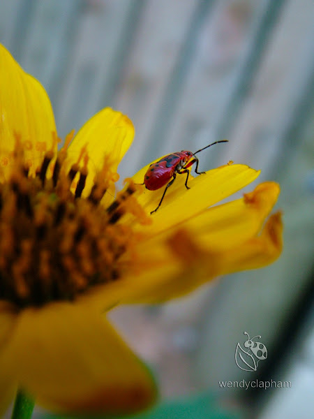 Cotton Stainer Nymph | Project Noah