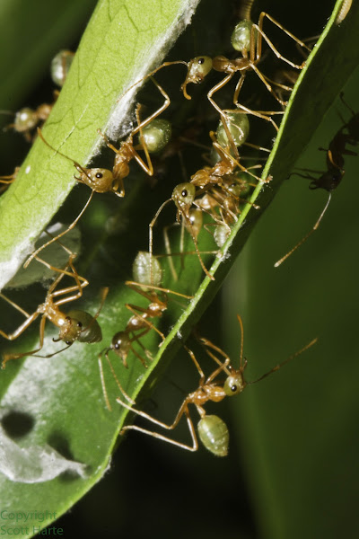 Green Tree Ant | Project Noah