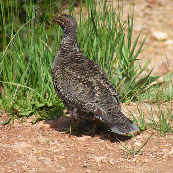 Dusky grouse | Project Noah