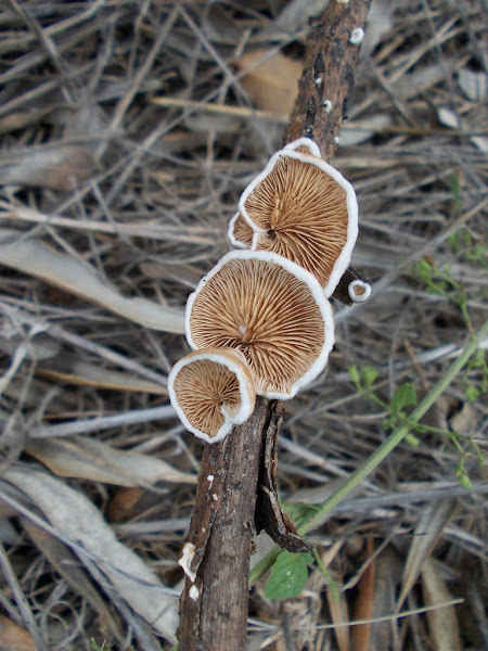 Variable Crepidotus | Project Noah