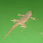 Indo-pacific gecko | Project Noah