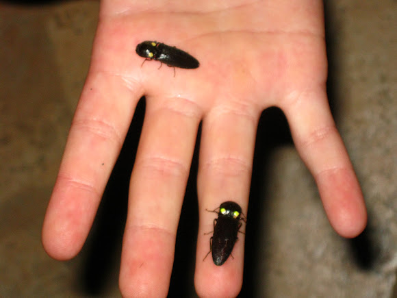 Headlight beetle, Carbunco, Vagalume | Project Noah