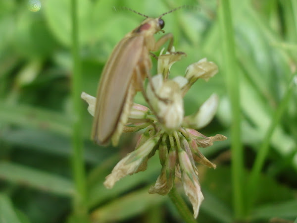 Tucu-tucus, Cocuyos, Cocuys | Project Noah