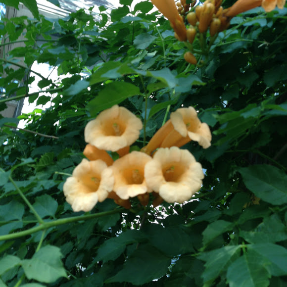 Yellow trumpet creeper | Project Noah