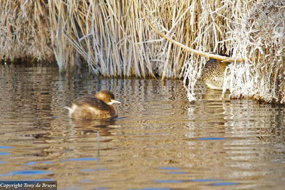 Little Grebe (female) | Project Noah