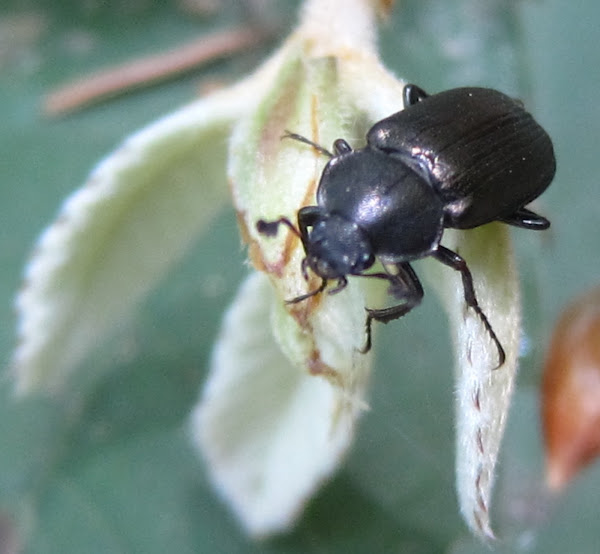Common Black Ground Beetle | Project Noah