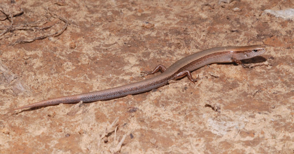 Little brown skink | Project Noah