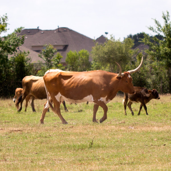 Texas Longhorn | Project Noah