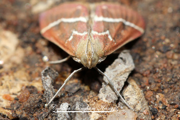Volupial Pyrausta Moth | Project Noah