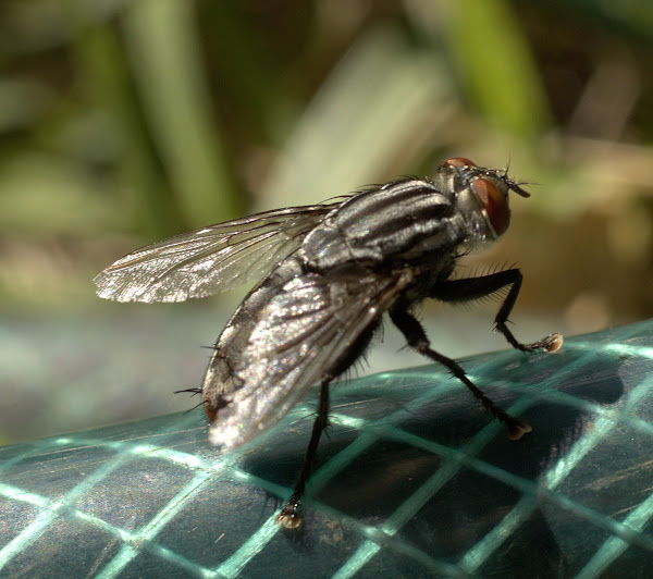 Red-tailed Flesh Fly | Project Noah