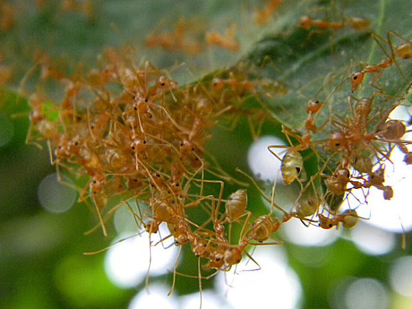 weaver ant colony | Project Noah