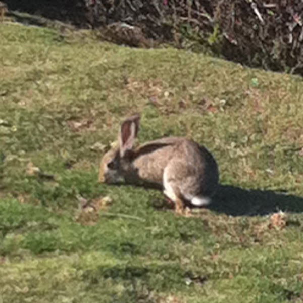 Wild rabbit | Project Noah