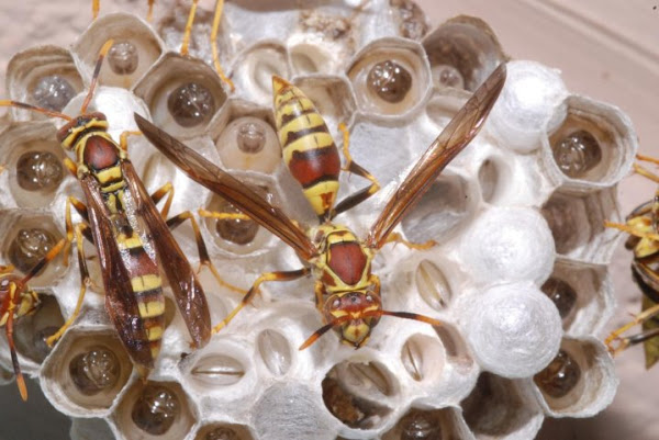 Common paper wasp | Project Noah