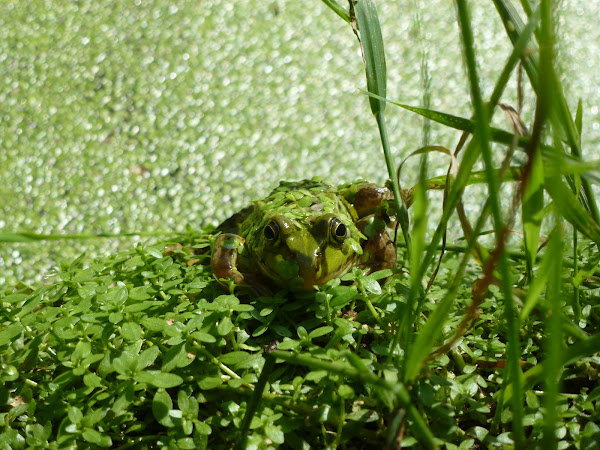 Pool Frog (Northern European) | Project Noah