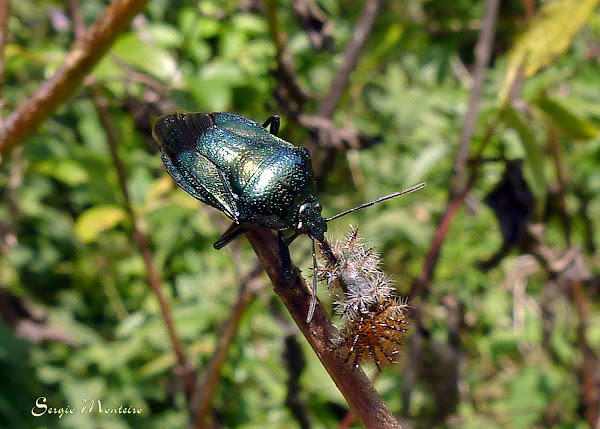 Metalic green predatory stink bug | Project Noah