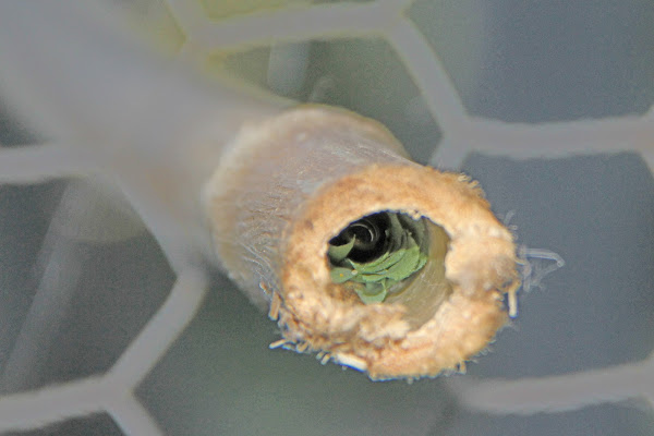 Leafcutter Bee | Project Noah