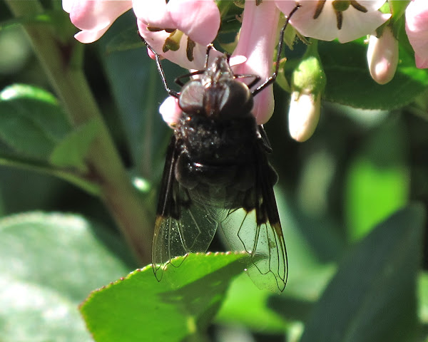 Mexican Cactus Fly | Project Noah
