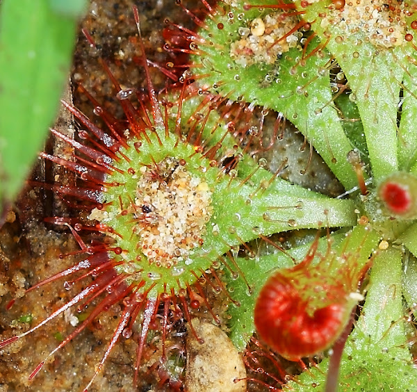 Tropical sundew | Project Noah