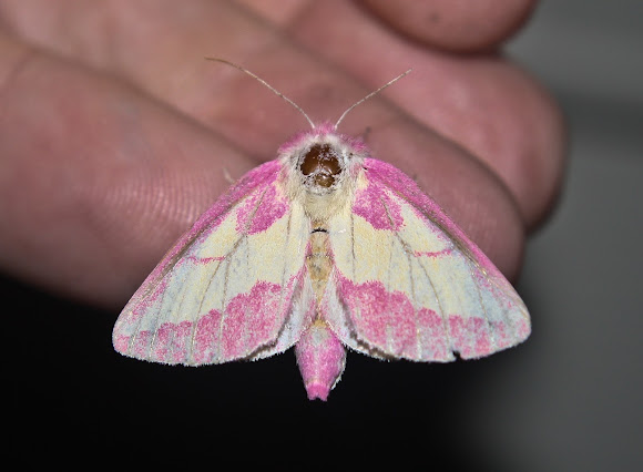 Pink Prominent | Project Noah