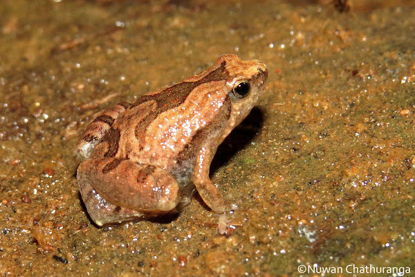 Ornate Narrow-mouthed Frog | Project Noah