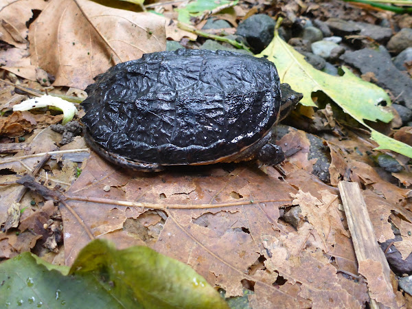 Common snapping turtle (juvenile) | Project Noah