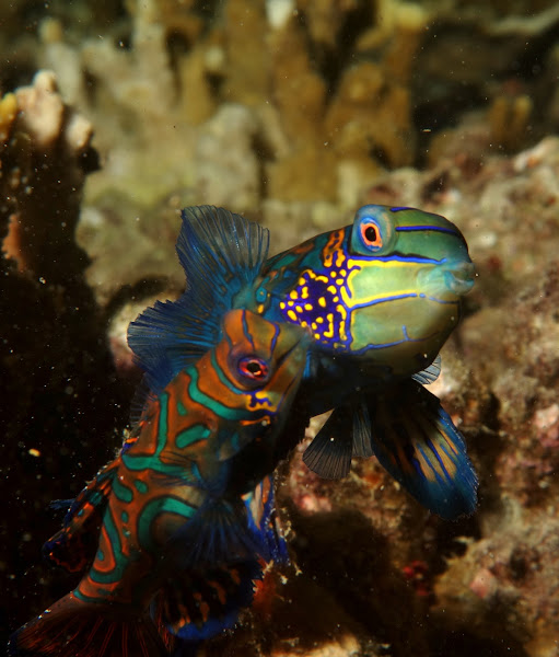Mandarin Fish | Project Noah