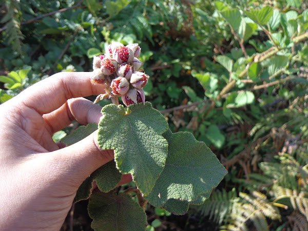 Indian Raspberry | Project Noah