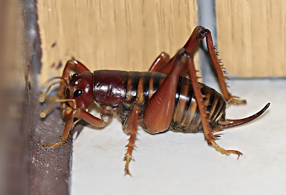 King cricket | Project Noah