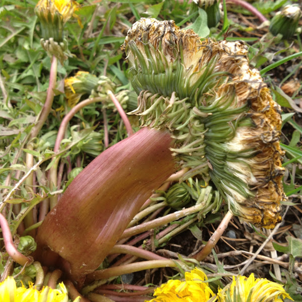 Mutant Dandelion | Project Noah
