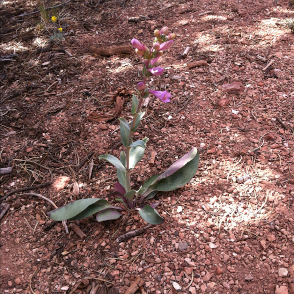 Fendlers penstemon | Project Noah