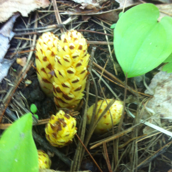 Cancer root | Project Noah