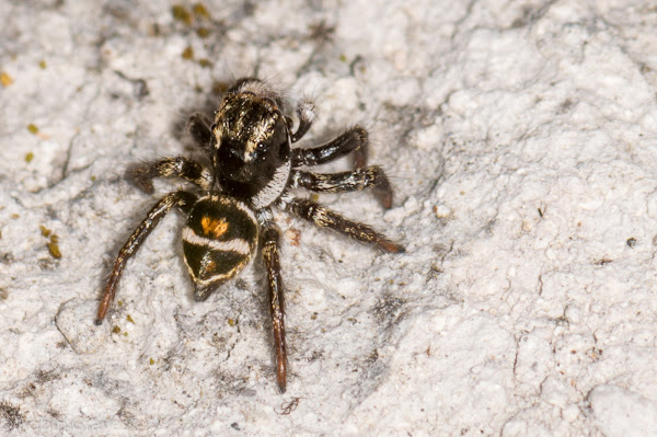 Bold Jumping Spider? | Project Noah