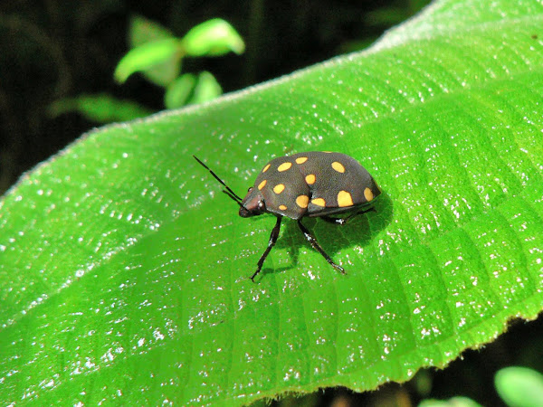 Shield back bug | Project Noah