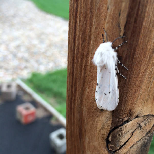 Virginian Tiger Moth | Project Noah