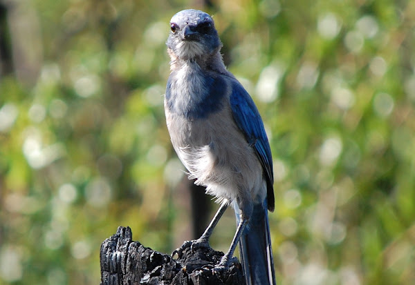 Florida Scrub-Jay | Project Noah