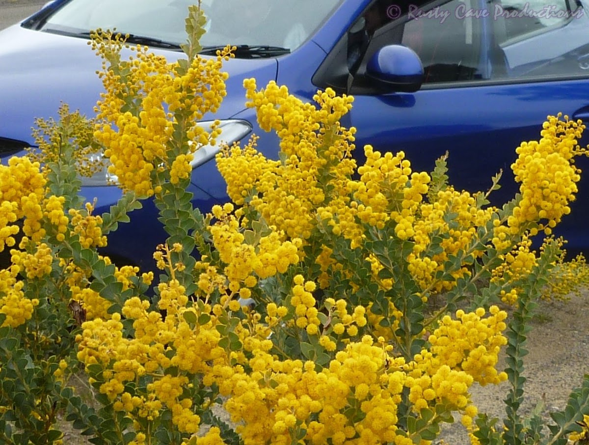 Knife-leaf wattle | Project Noah