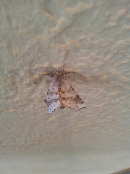 Seraph Moth | Project Noah