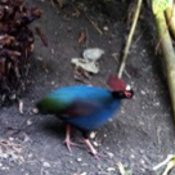 Roul roul partridge | Project Noah