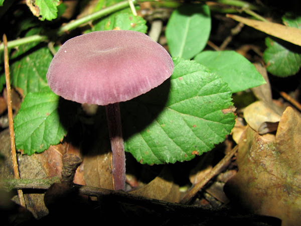 Amethyst Deceiver | Project Noah