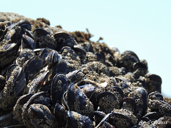 Mussel | Project Noah