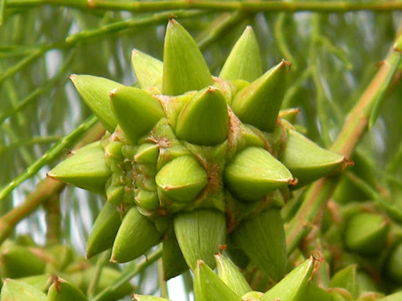pohon kasuari, cassowary tree | Project Noah