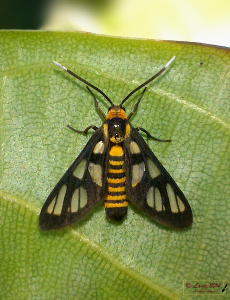 Wasp Mimic Moth | Project Noah