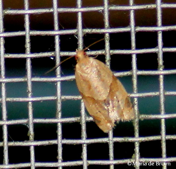 Garden Tortrix moth | Project Noah