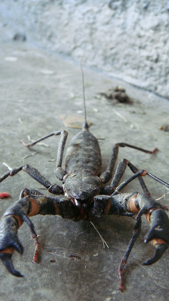 Vinagrillo | Project Noah