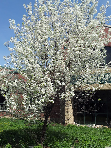 Bradford Pear Tree | Project Noah