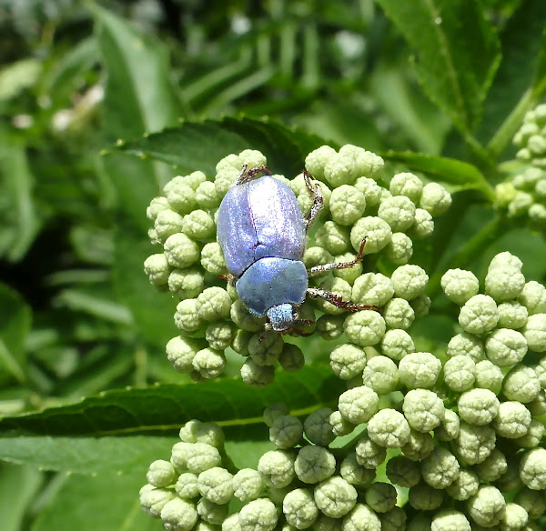 Blue Chafer (male) | Project Noah