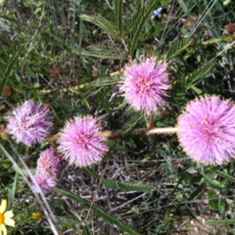 Sensitive Briar | Project Noah